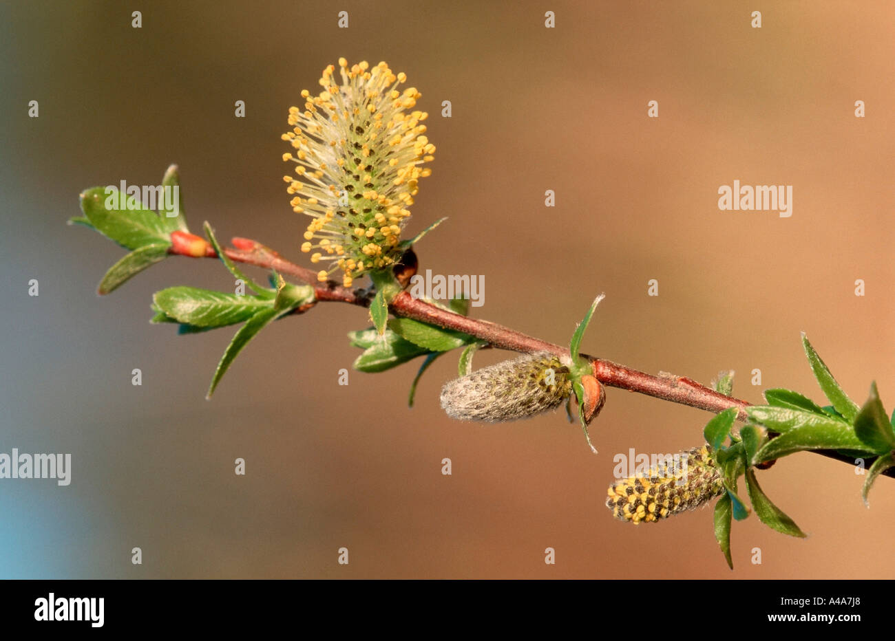 Goat willow catkins branch hi-res stock photography and images - Alamy