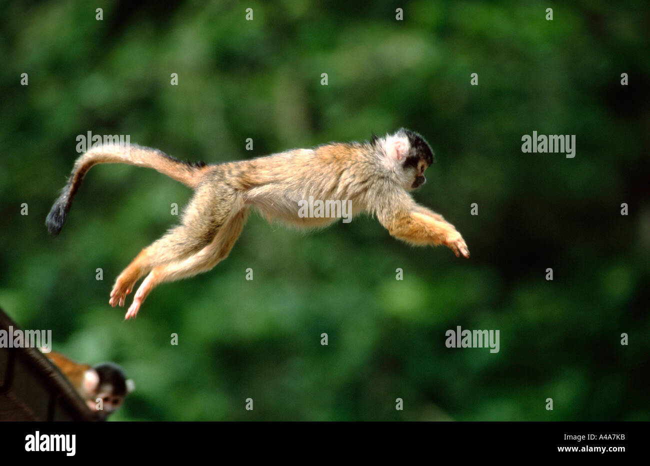 Monkey jumping south america hi-res stock photography and images - Alamy