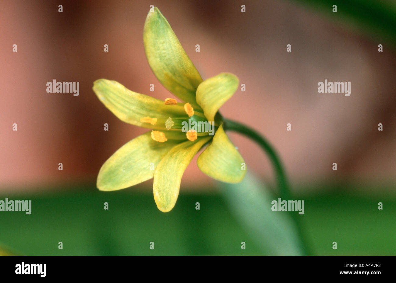 Gagea hi-res stock photography and images - Alamy