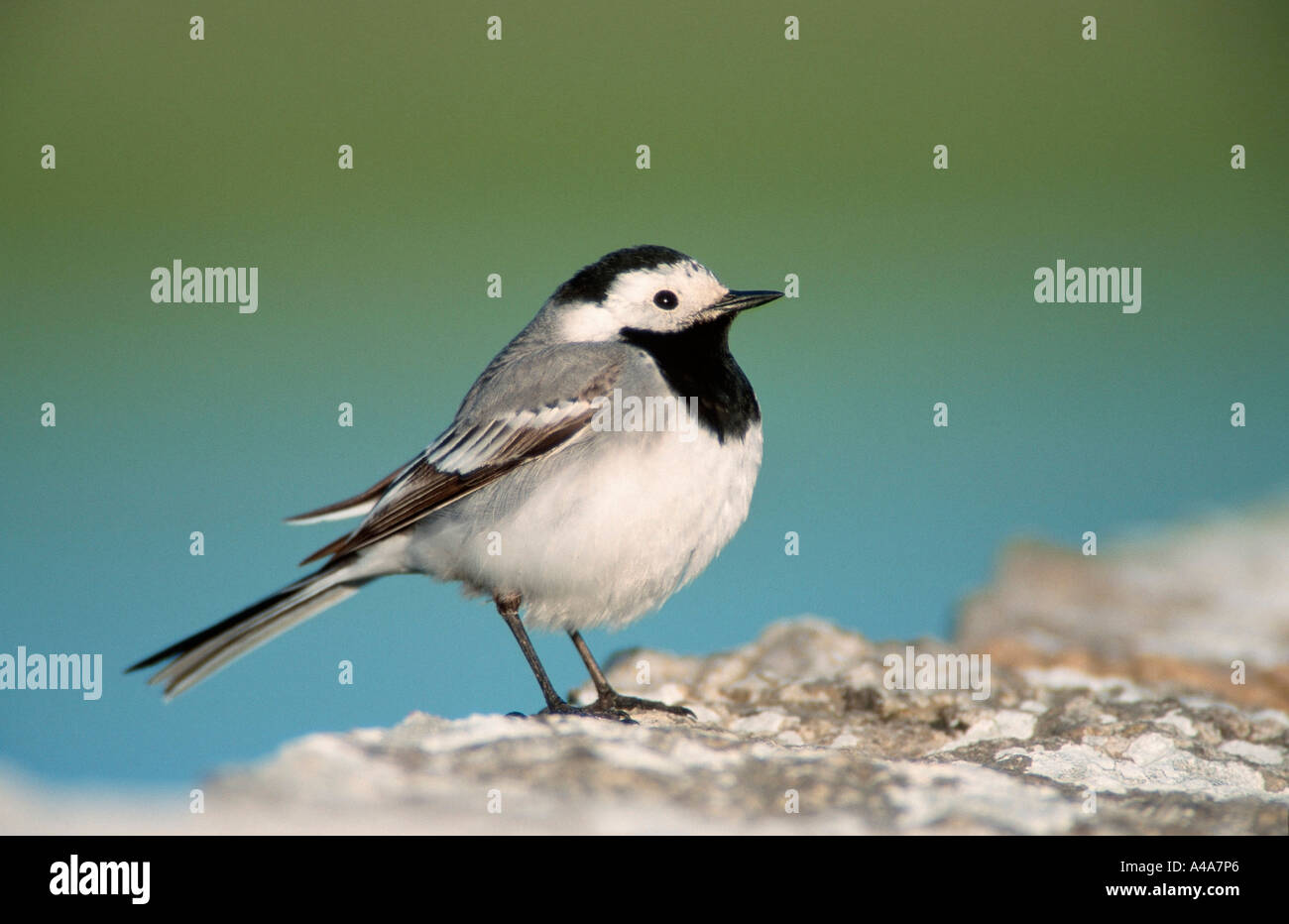 Pied Wagtail / White Wagtail Stock Photo - Alamy
