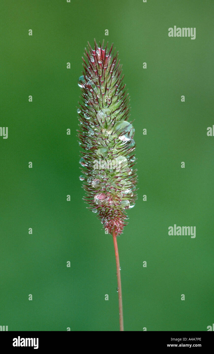 Upright grass blades hi-res stock photography and images - Alamy