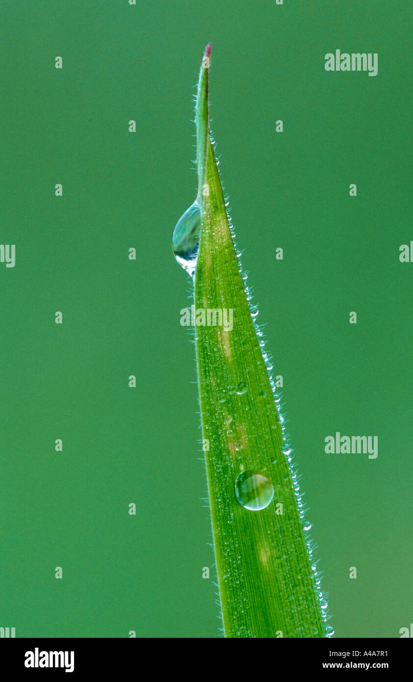 Blade of grass Stock Photo - Alamy