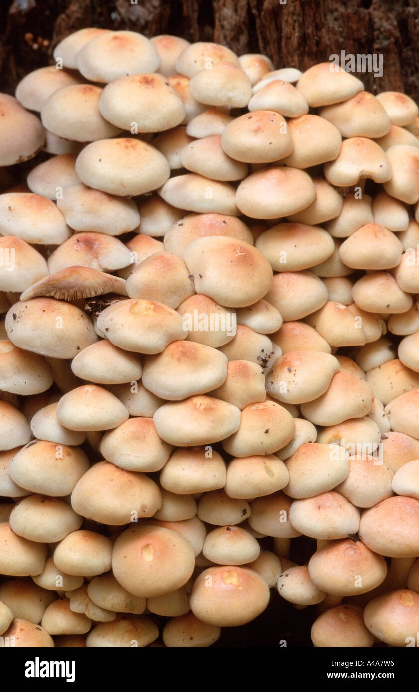 Upright tuft hi-res stock photography and images - Alamy