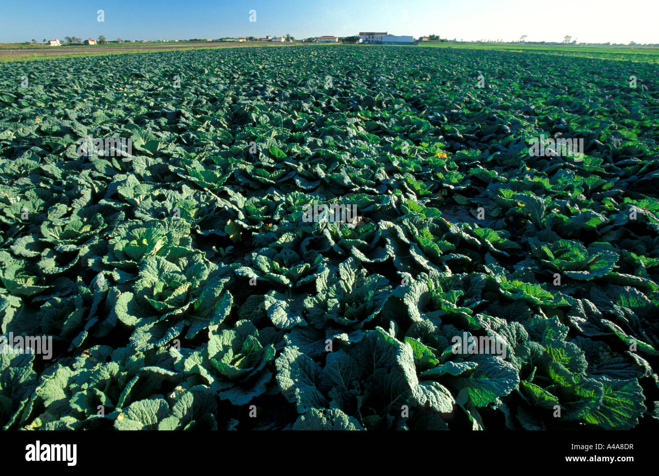 Cultivated field Codevigo Veneto Italy Stock Photo - Alamy