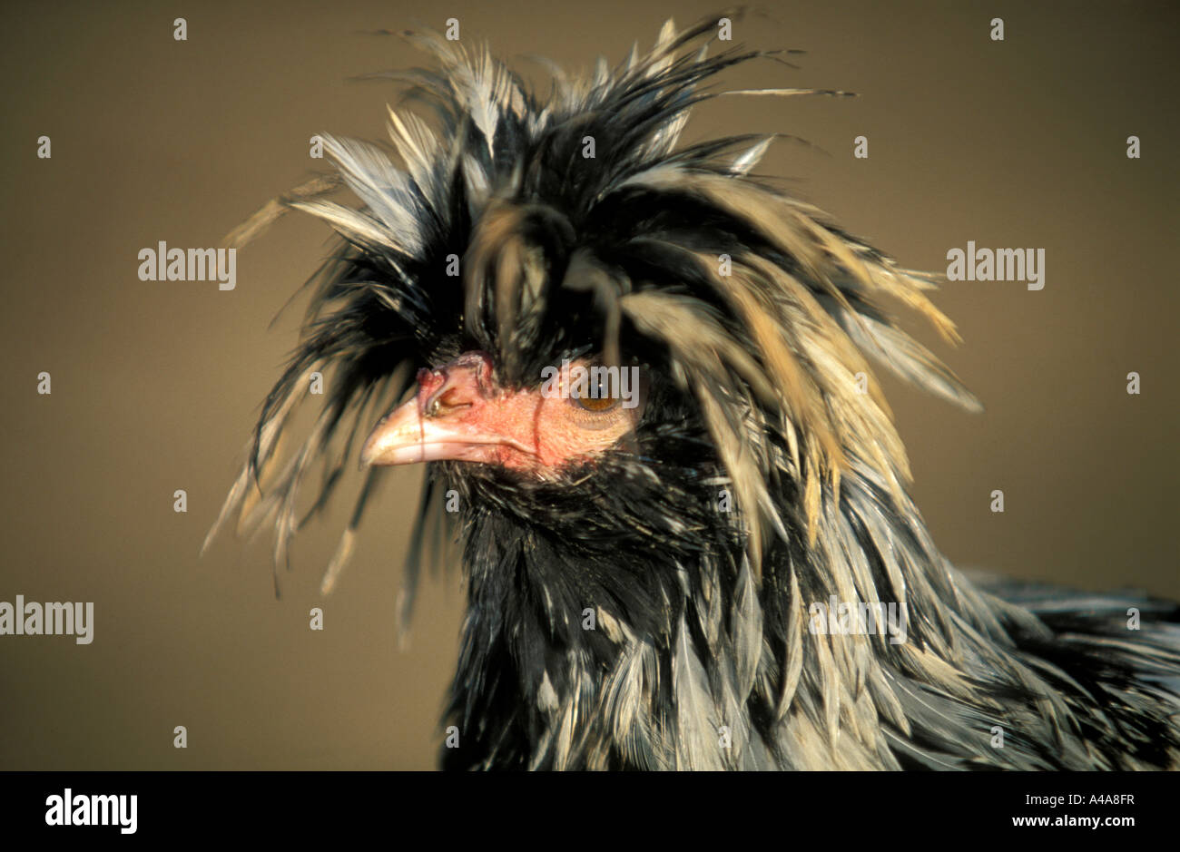 Paduan Chicken Padua Veneto Italy Stock Photo - Alamy