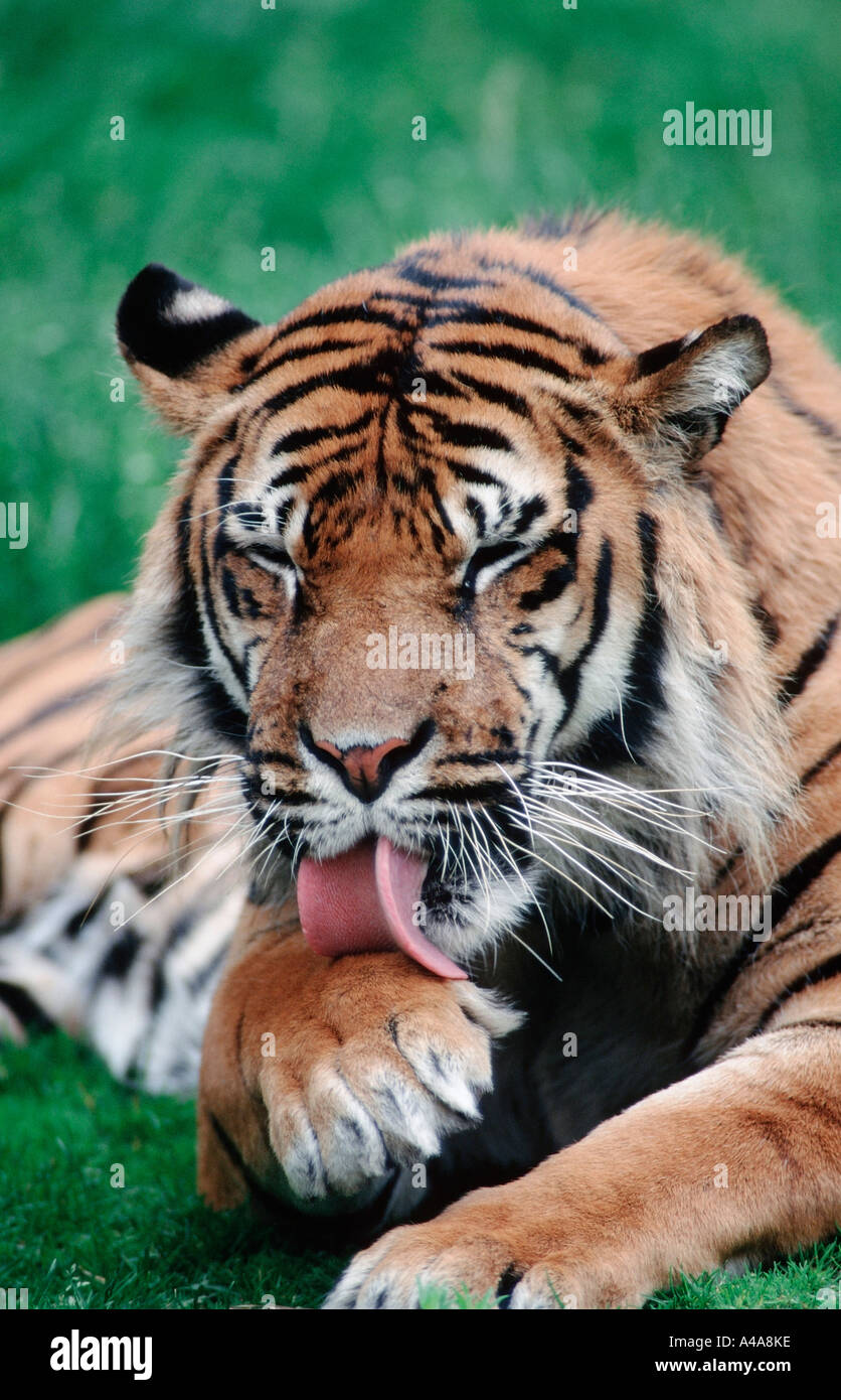 Tiger washing hi-res stock photography and images - Alamy
