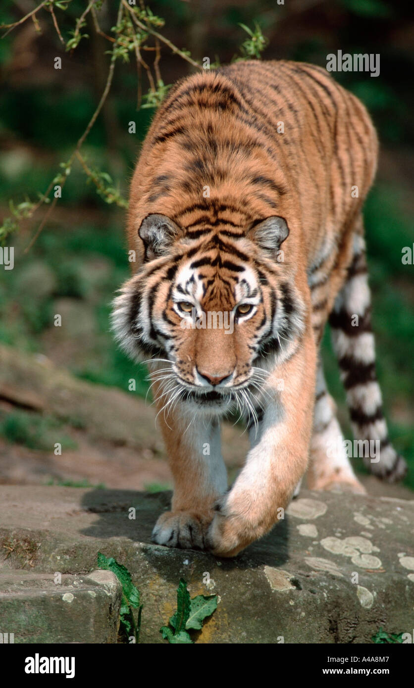Siberian Tiger / Amurtiger Stock Photo - Alamy