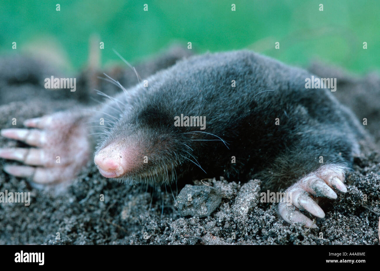 European mole portrait talpa europaea hi-res stock photography and ...