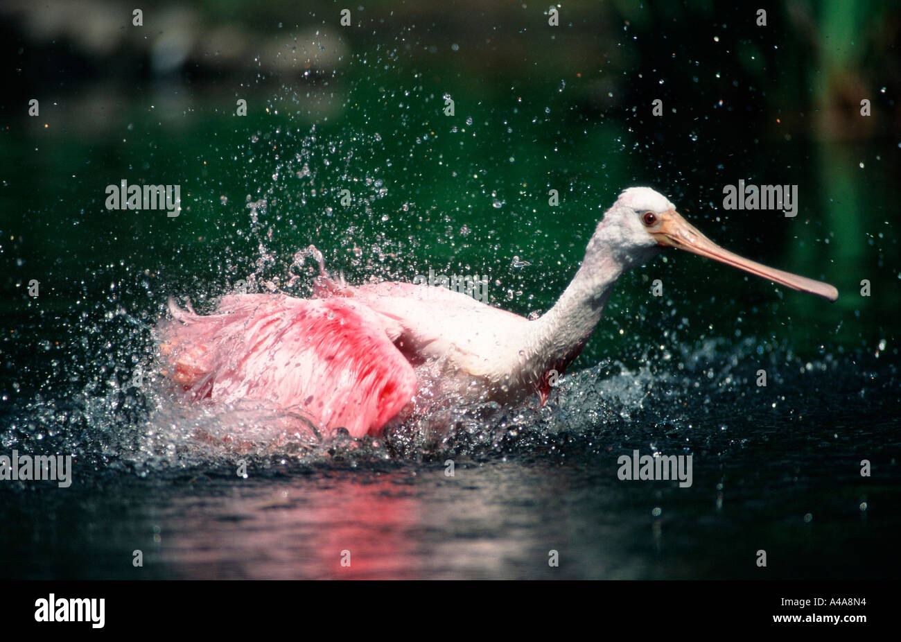 Roseate Spoonbill / Red Spoonbill Stock Photo - Alamy