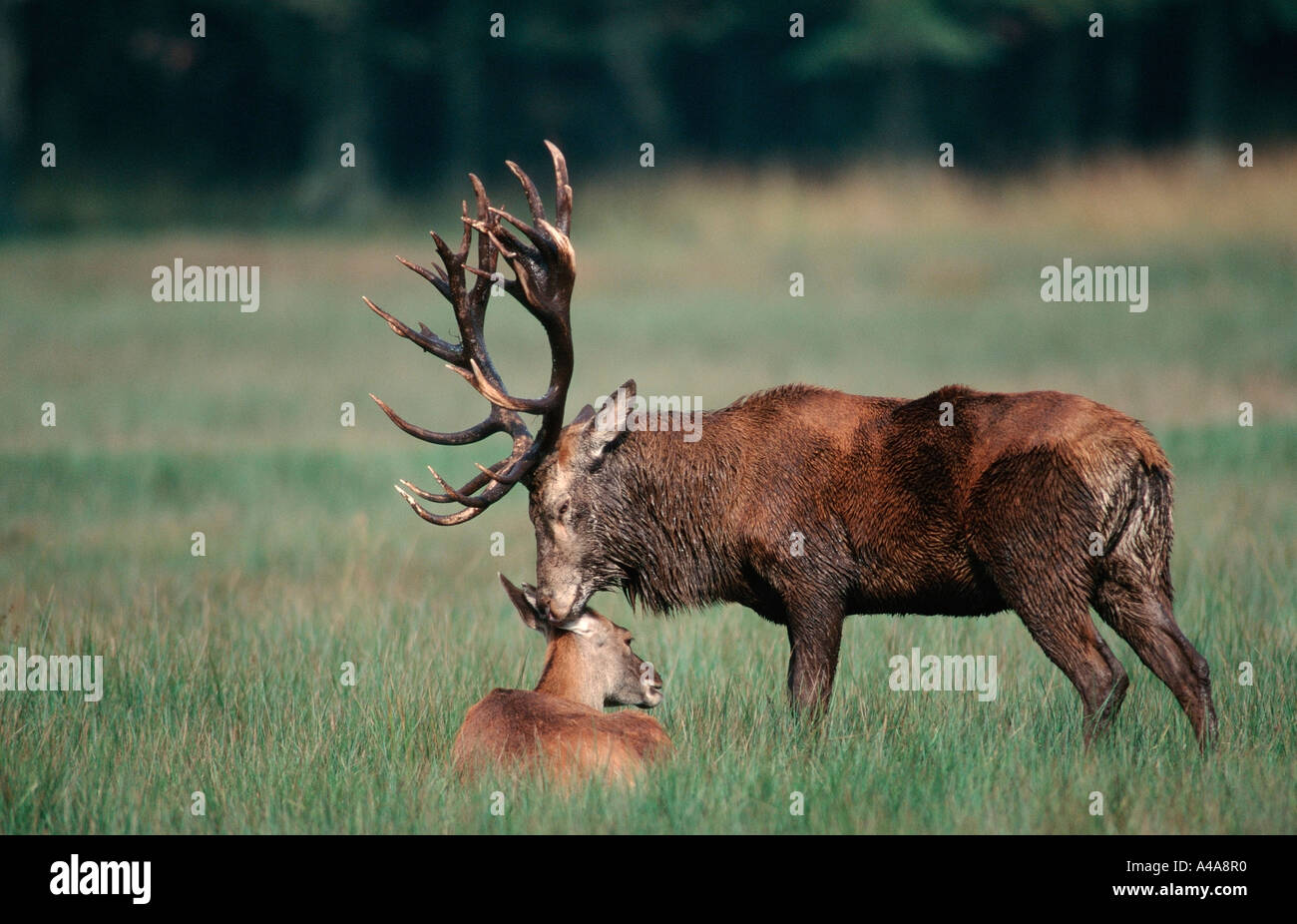 Red deer from behind hi-res stock photography and images - Alamy