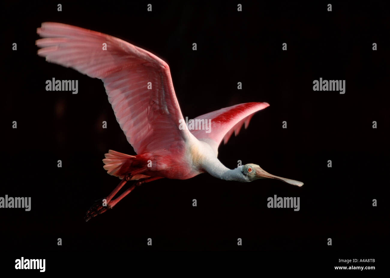 Roseate Spoonbill / Red Spoonbill Stock Photo - Alamy
