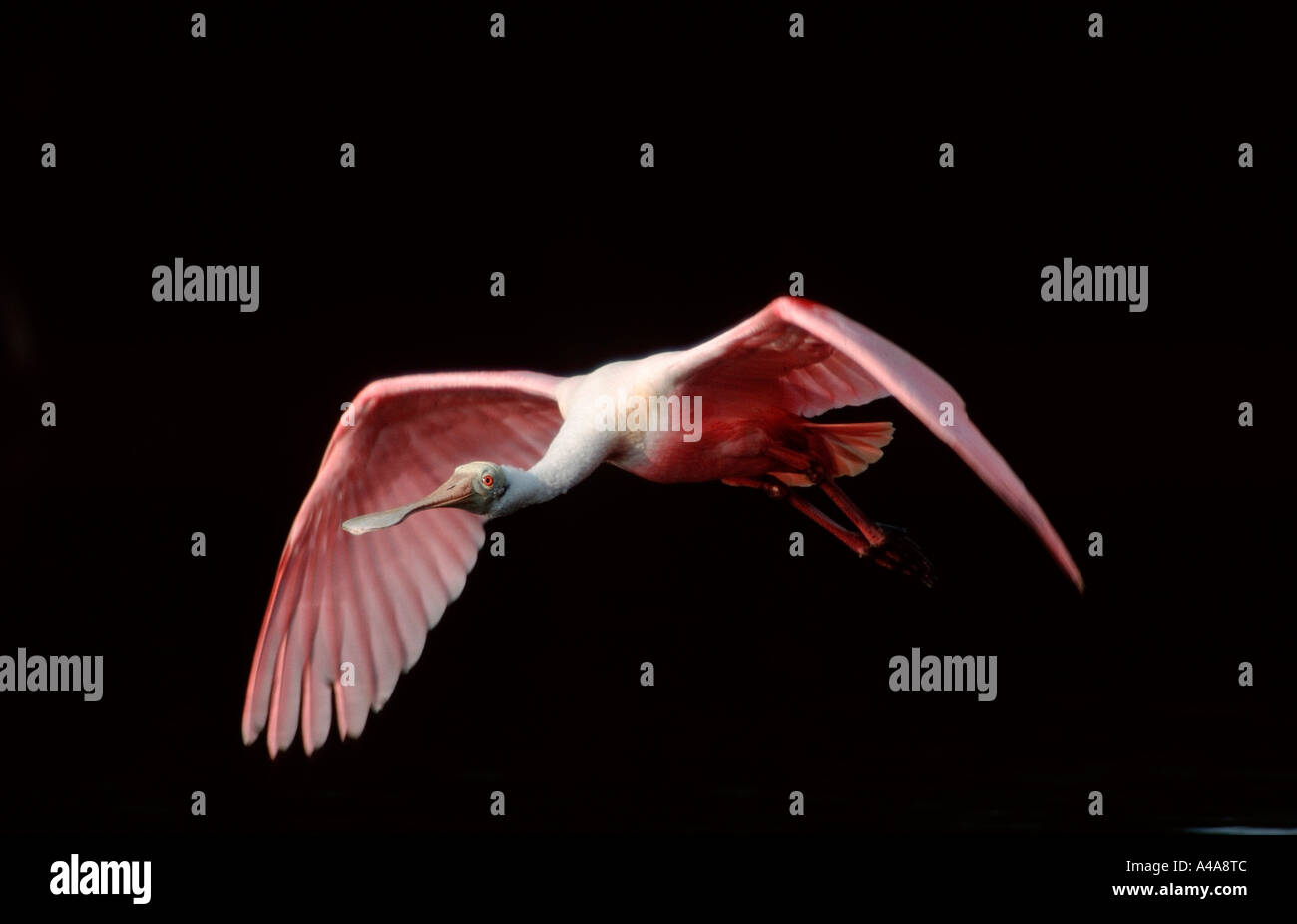 Roseate Spoonbill / Red Spoonbill Stock Photo - Alamy