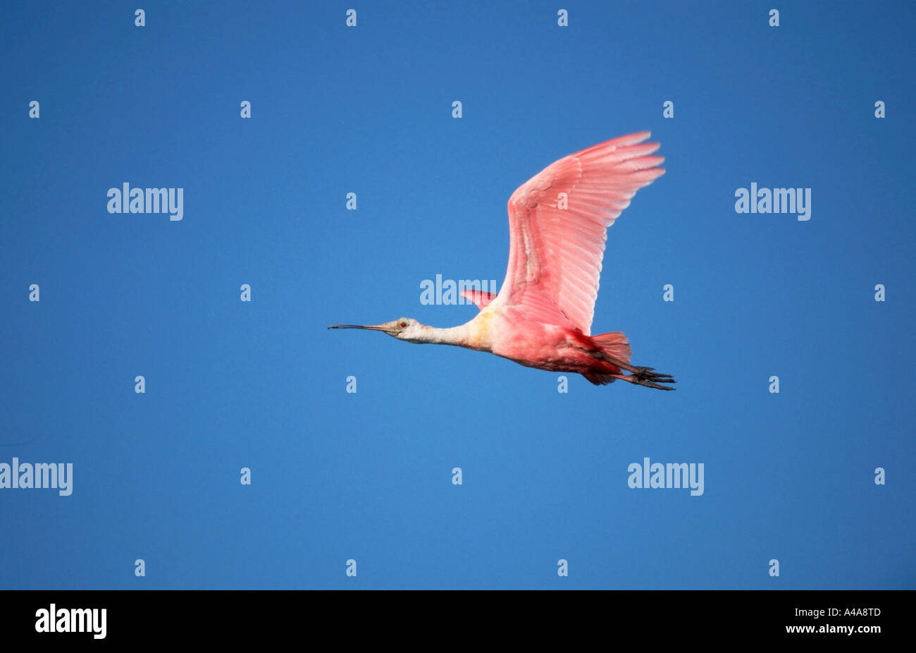 Roseate Spoonbill / Red Spoonbill Stock Photo - Alamy