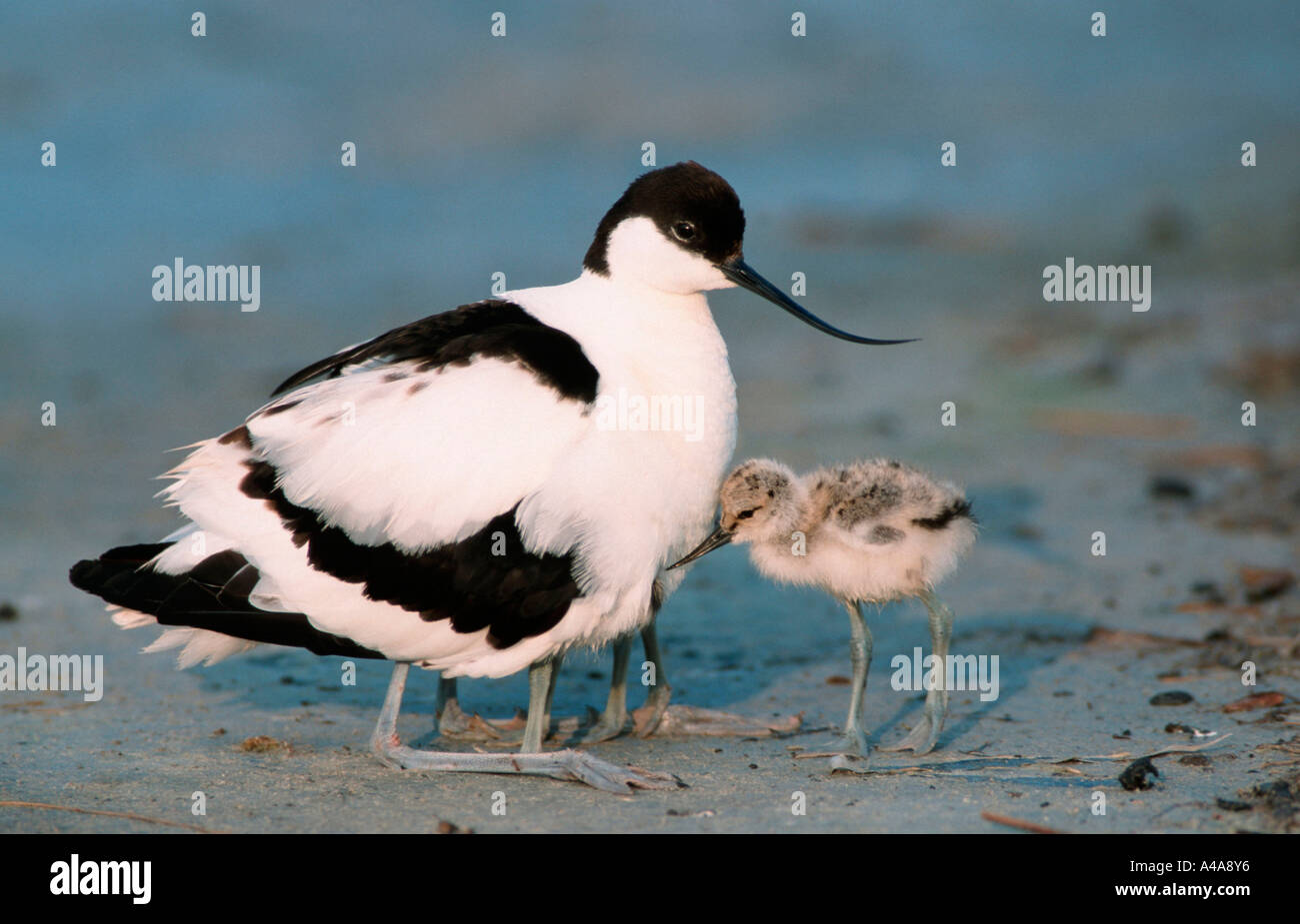 Avocet and chick standing hi-res stock photography and images - Alamy