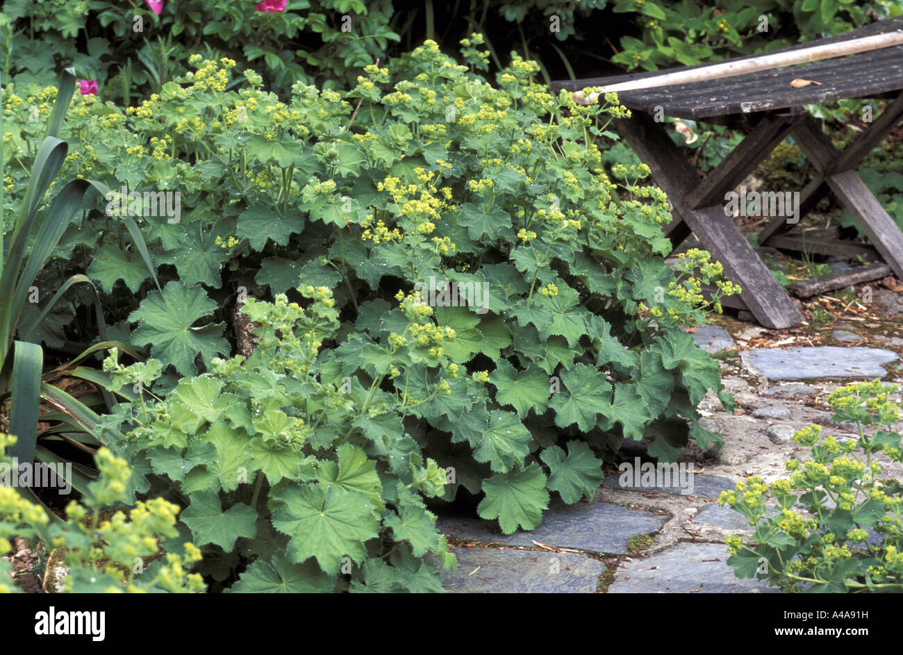 Mollis hi-res stock photography and images - Alamy
