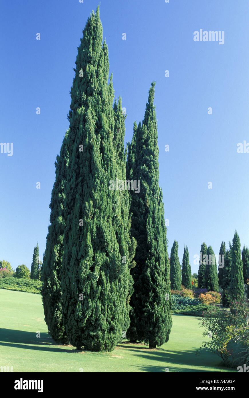 Cupressus vegetation hi-res stock photography and images - Alamy