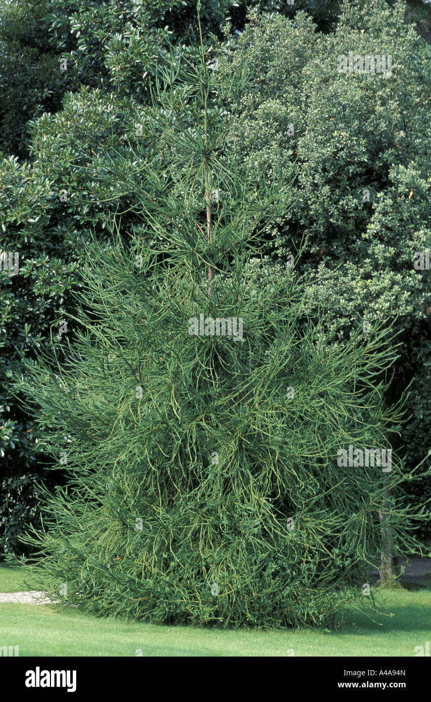 Cryptomeria sp hi-res stock photography and images - Alamy