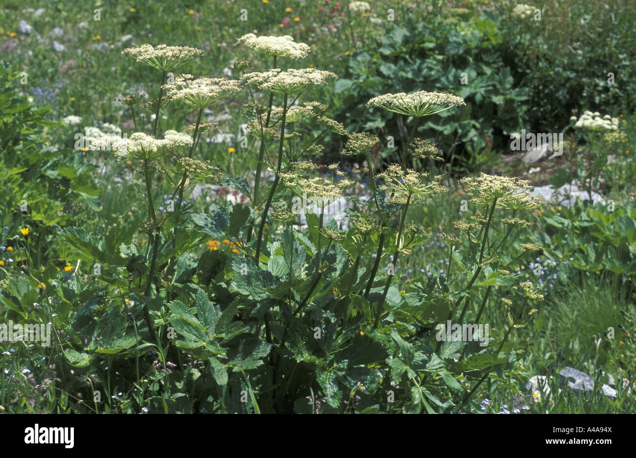 Masterwort peucedanum ostruthium imperatoria ostruthium hi-res stock ...