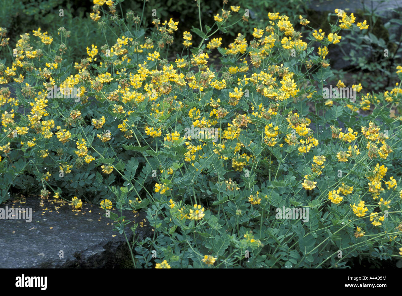 Coronilla coronata hi-res stock photography and images - Alamy