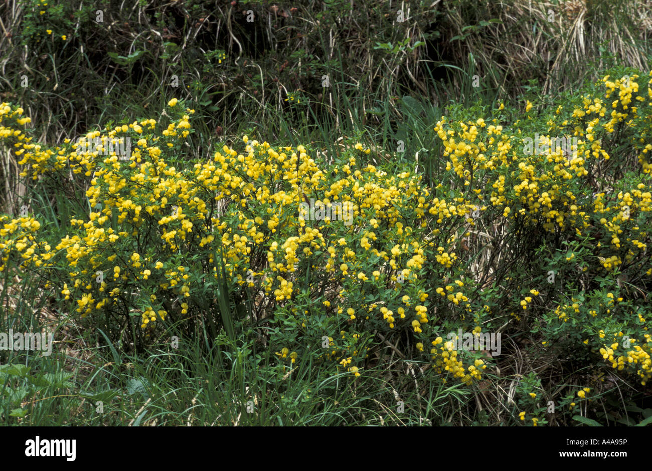 Emerus hi-res stock photography and images - Alamy