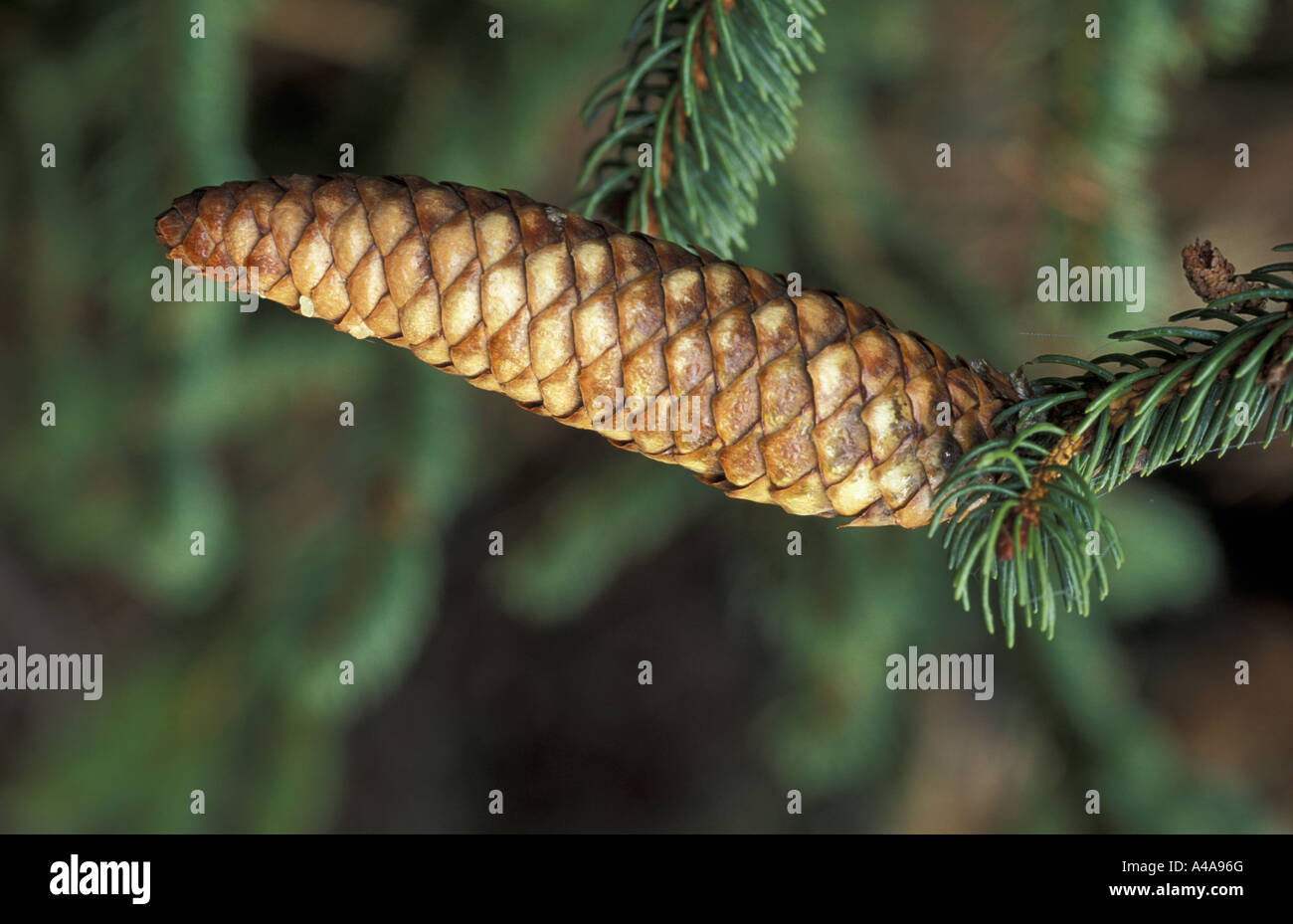 Picea excelsa hi-res stock photography and images - Alamy