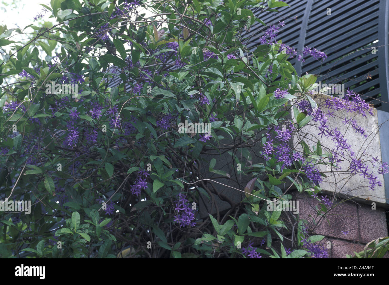 Petrea plant hi-res stock photography and images - Alamy
