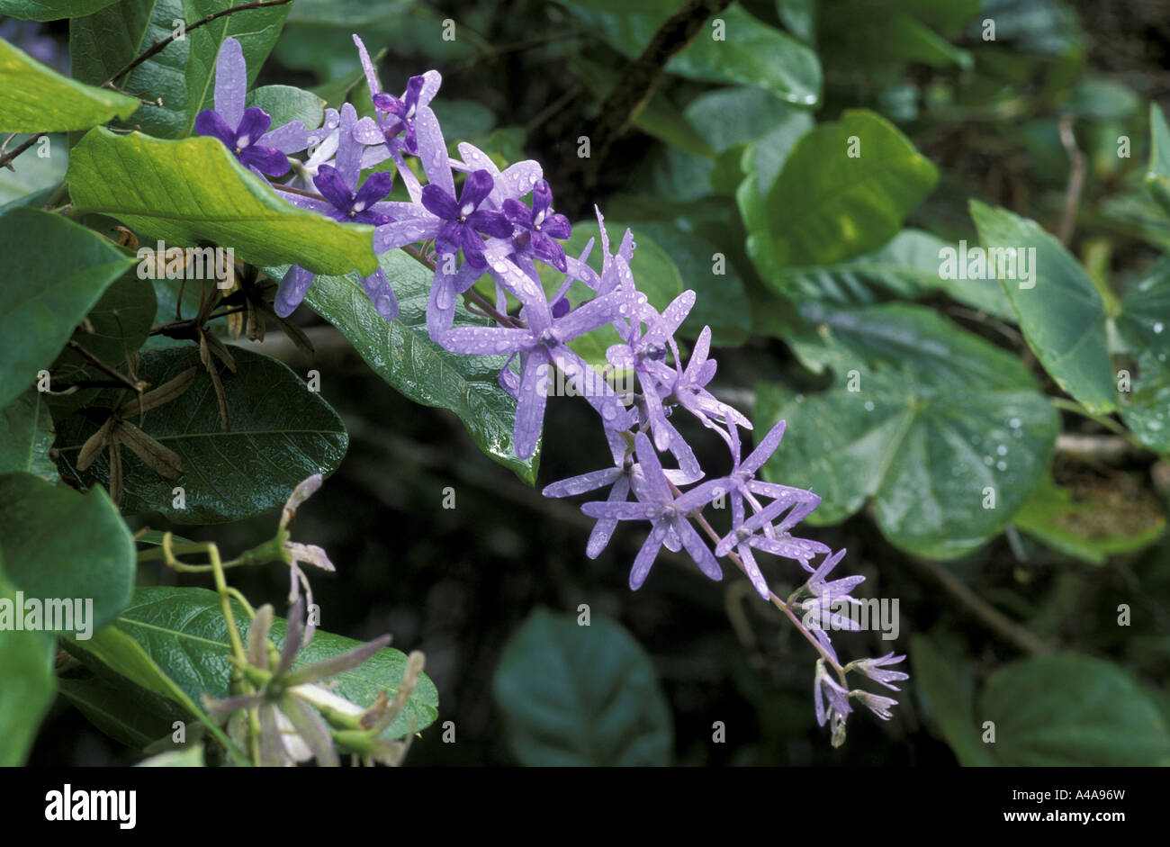 Petrea plant hi-res stock photography and images - Alamy