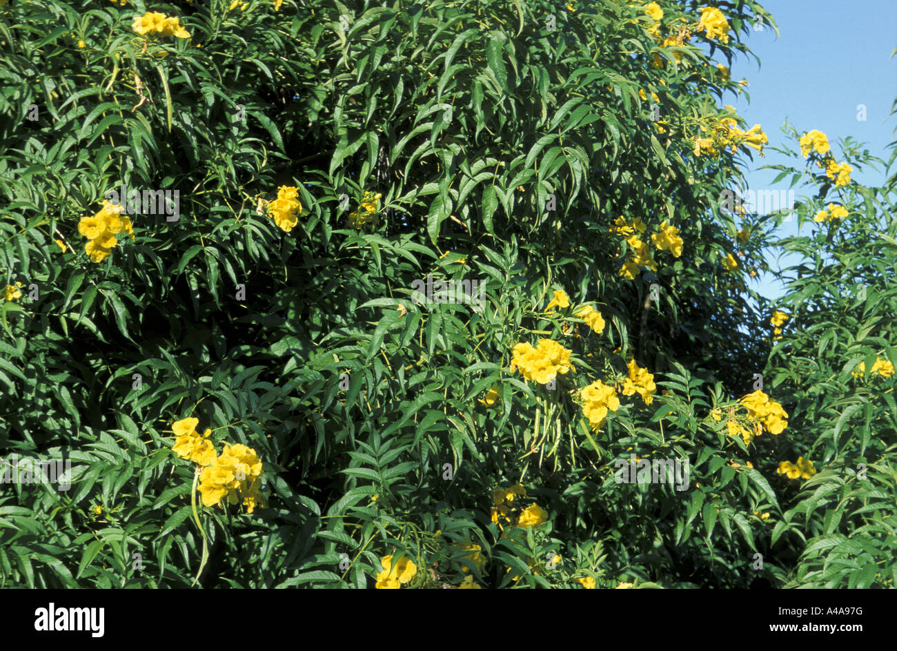 Tecoma stans hi-res stock photography and images - Alamy