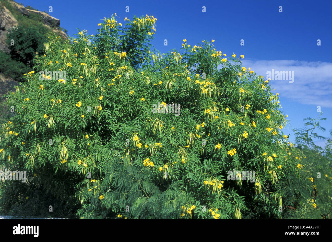 Tecoma Stans High Resolution Stock Photography and Images - Alamy