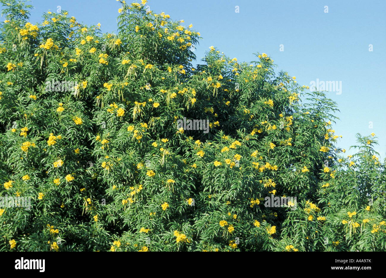 Tecoma stans hi-res stock photography and images - Alamy