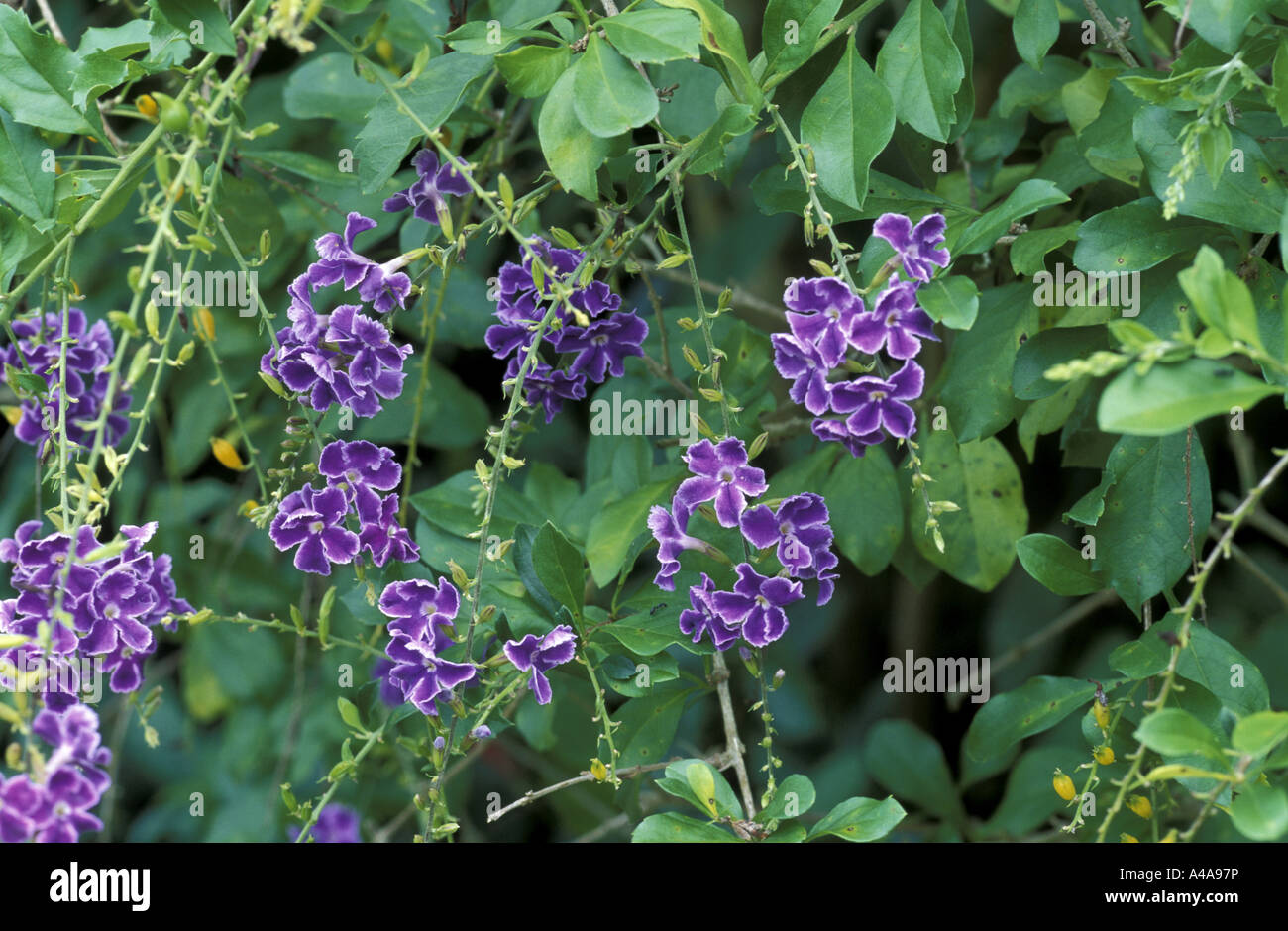 Duranta Erecta Geisha Girl Stock Photo - Alamy