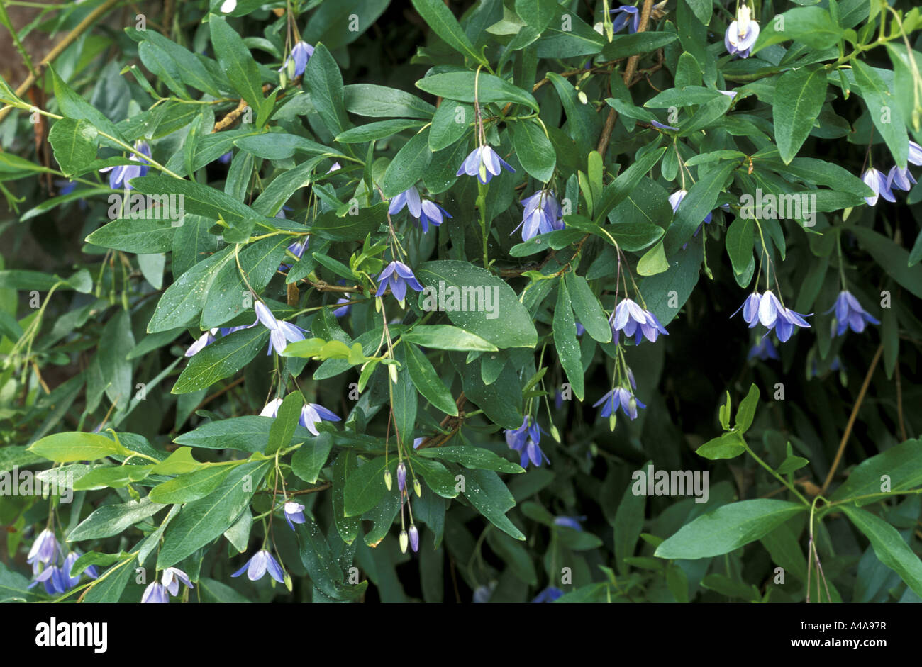 Sollya Heterophylla Stock Photo - Alamy