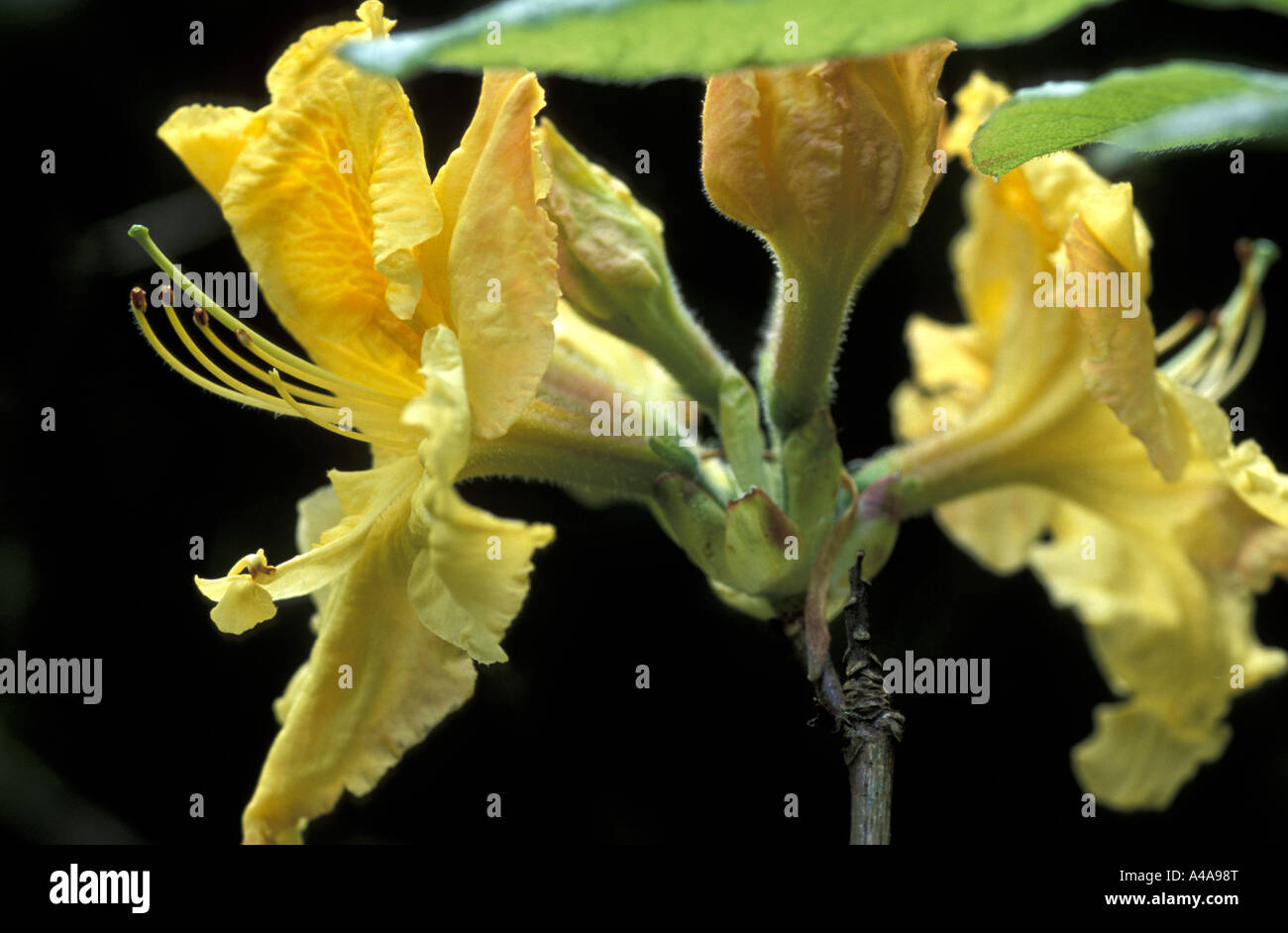 Sun chariot hi-res stock photography and images - Alamy