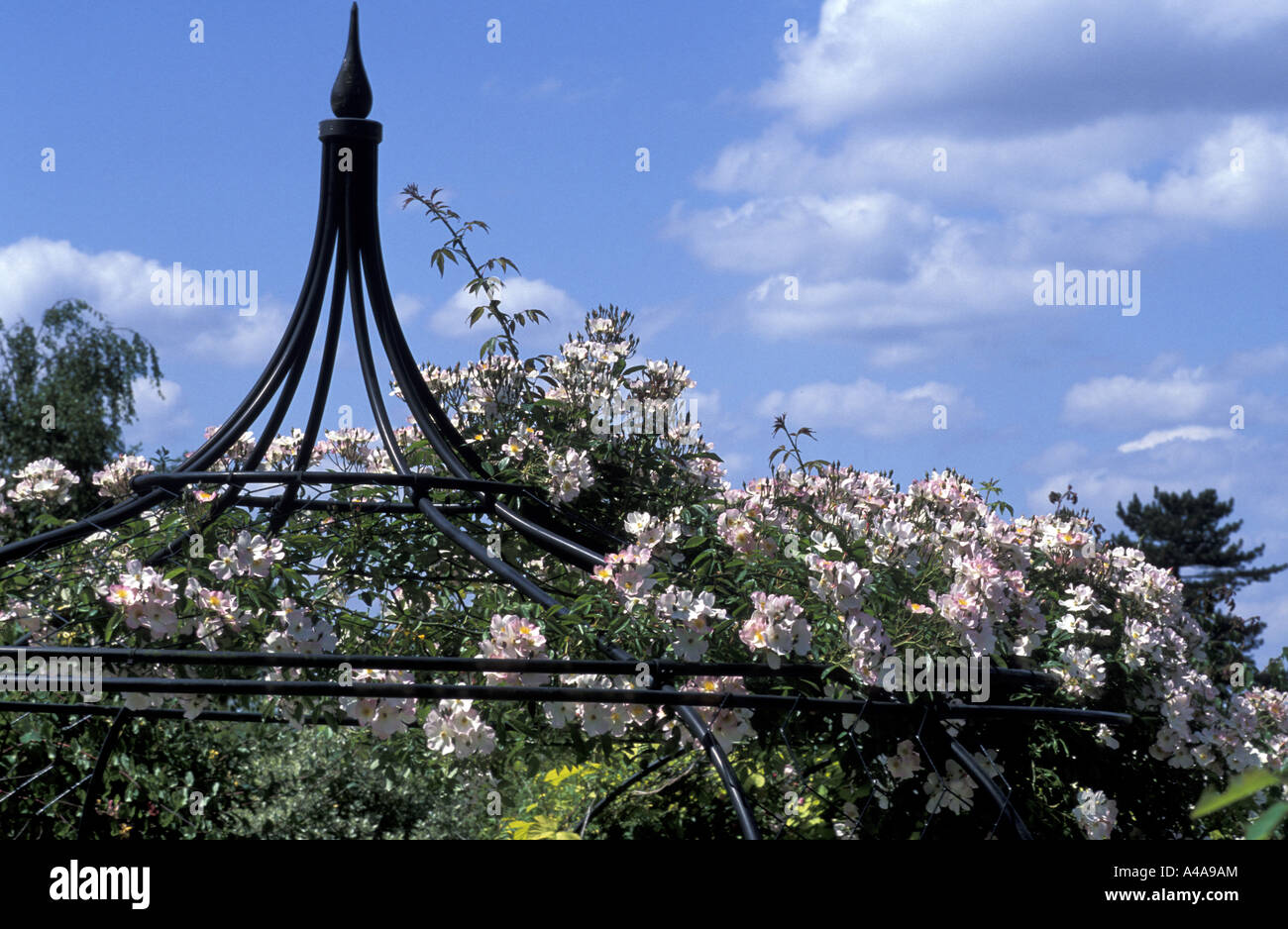 Rosa Rambler Francis E Lester Stock Photo - Alamy