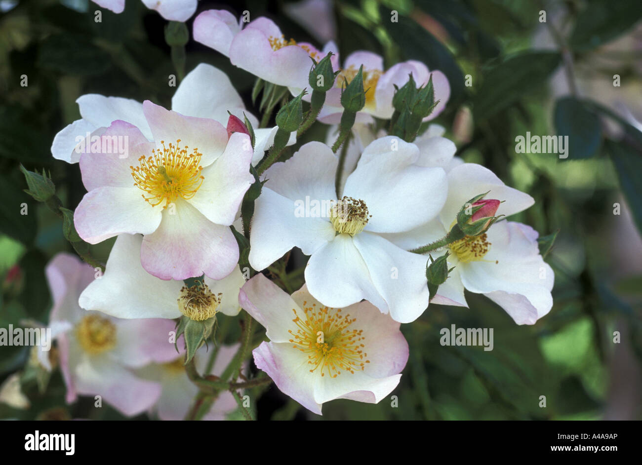 Rosa Rambler Francis E Lester Stock Photo - Alamy