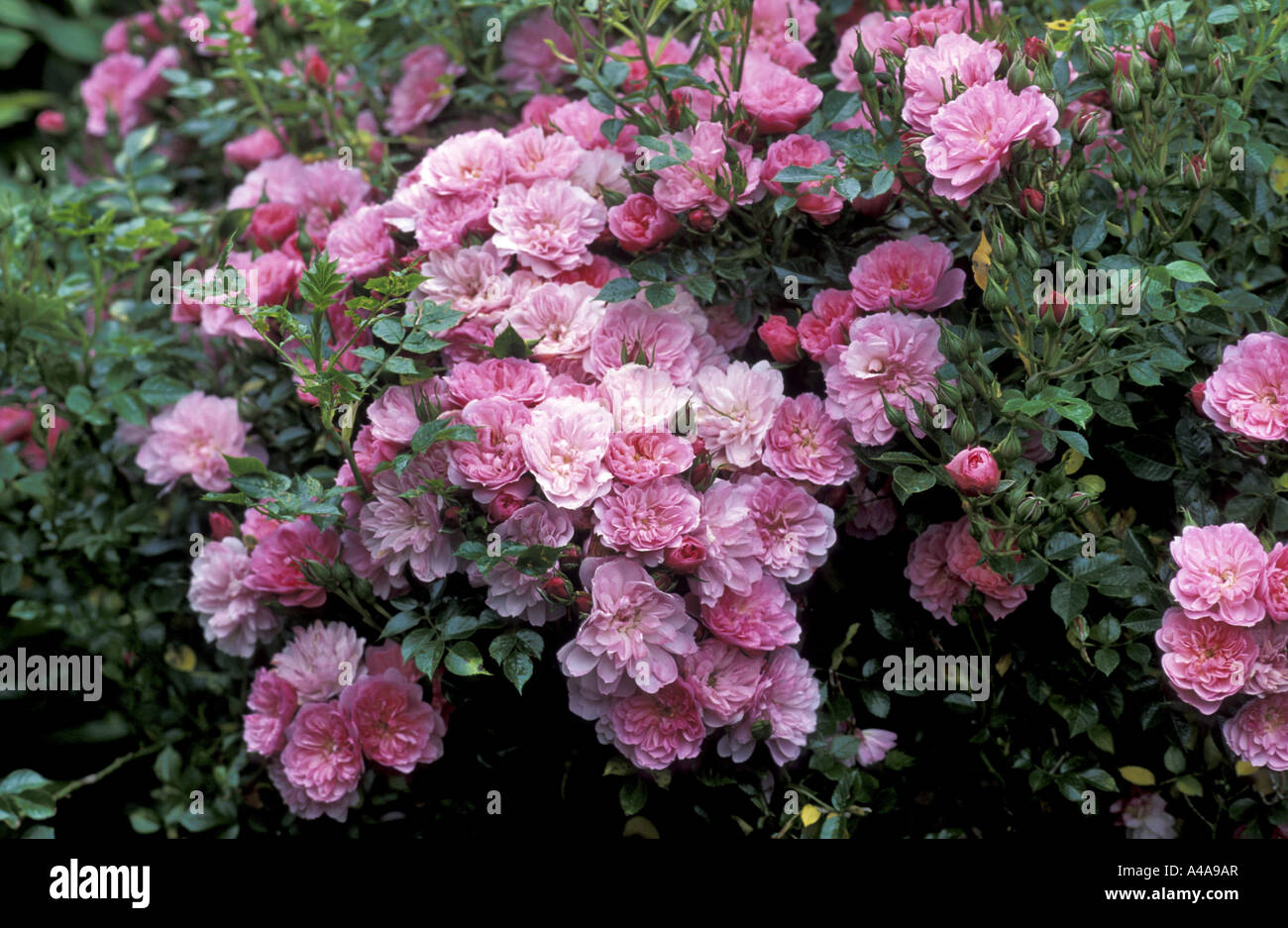 Rosa Ground Cover Pink Bells Stock Photo - Alamy