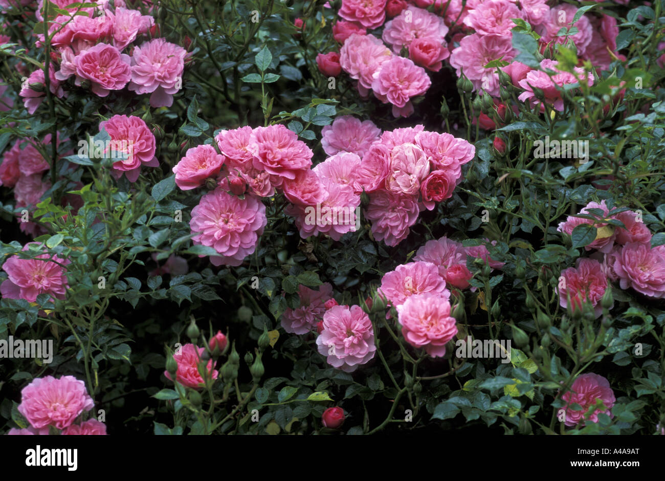 Rosa Ground Cover Pink Bells Stock Photo - Alamy