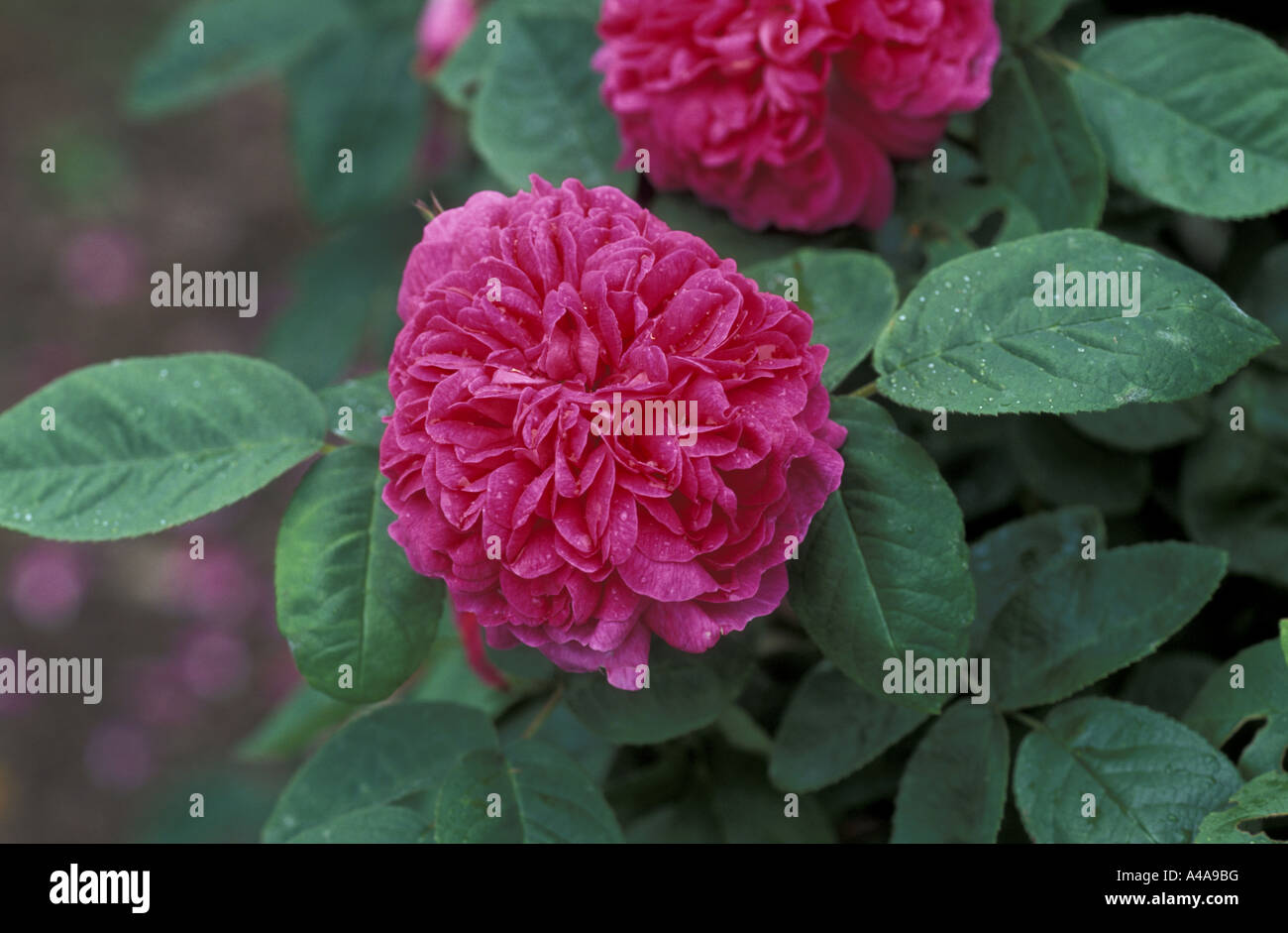 Rosa portland rose hi-res stock photography and images - Alamy