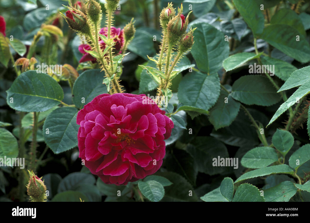 Rosa Muscosa Henry Martin Stock Photo - Alamy