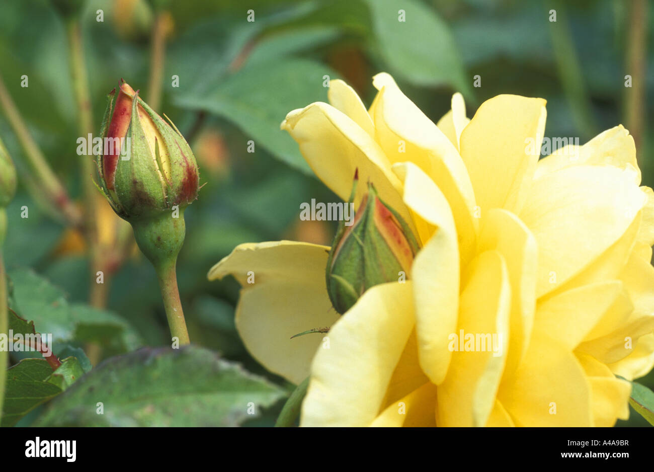 Graham plant hi-res stock photography and images - Alamy