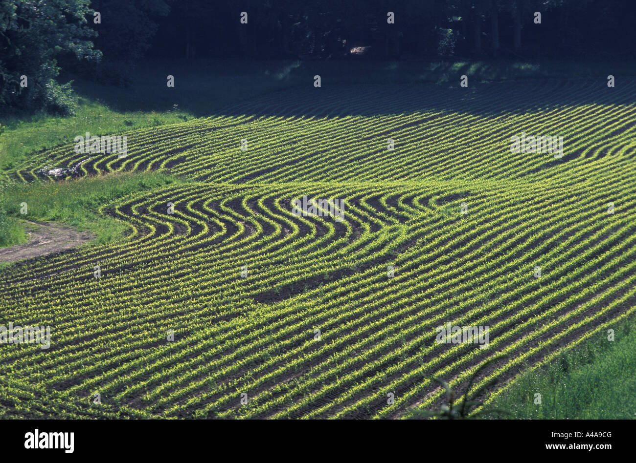 Maize field with hi-res stock photography and images - Alamy