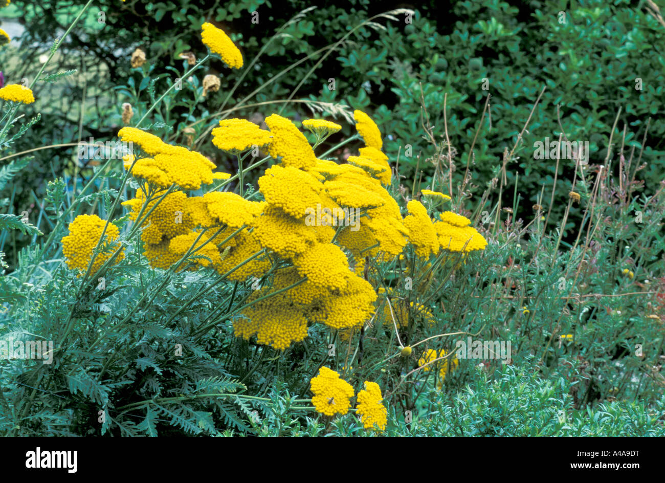 Achillea filipendulina Gold Plate Stock Photo - Alamy
