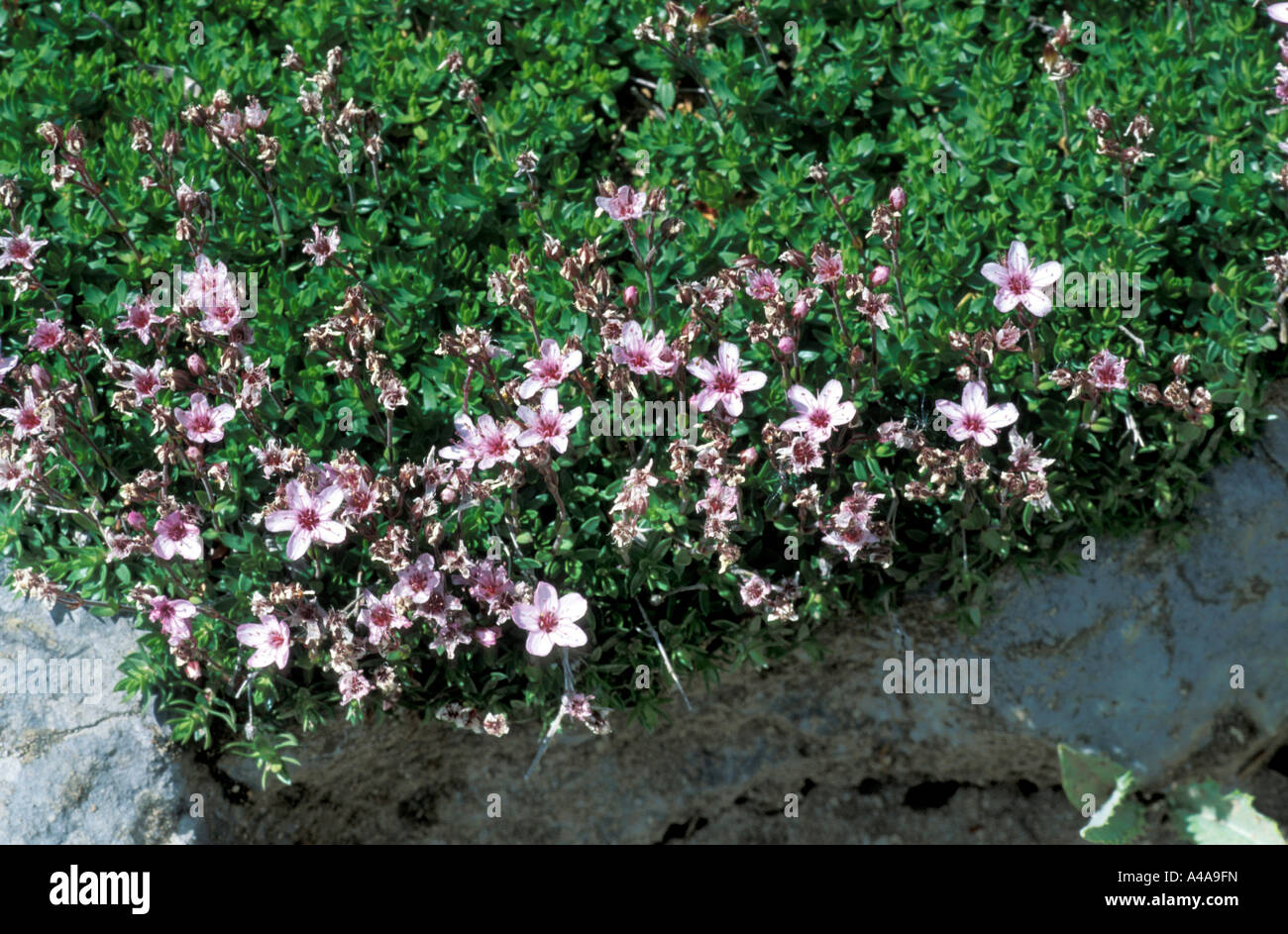 Arenaria purpurascens hi-res stock photography and images - Alamy