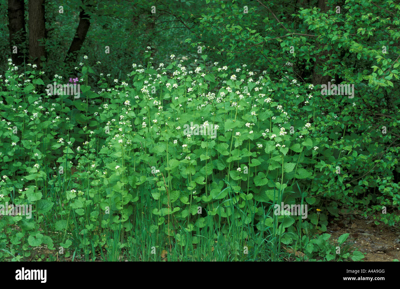Alliaria officinalis garlic mustard hi-res stock photography and images ...