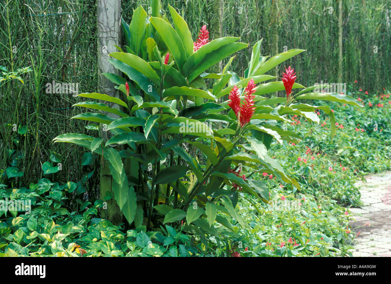 Alpinia purpurata Stock Photo - Alamy