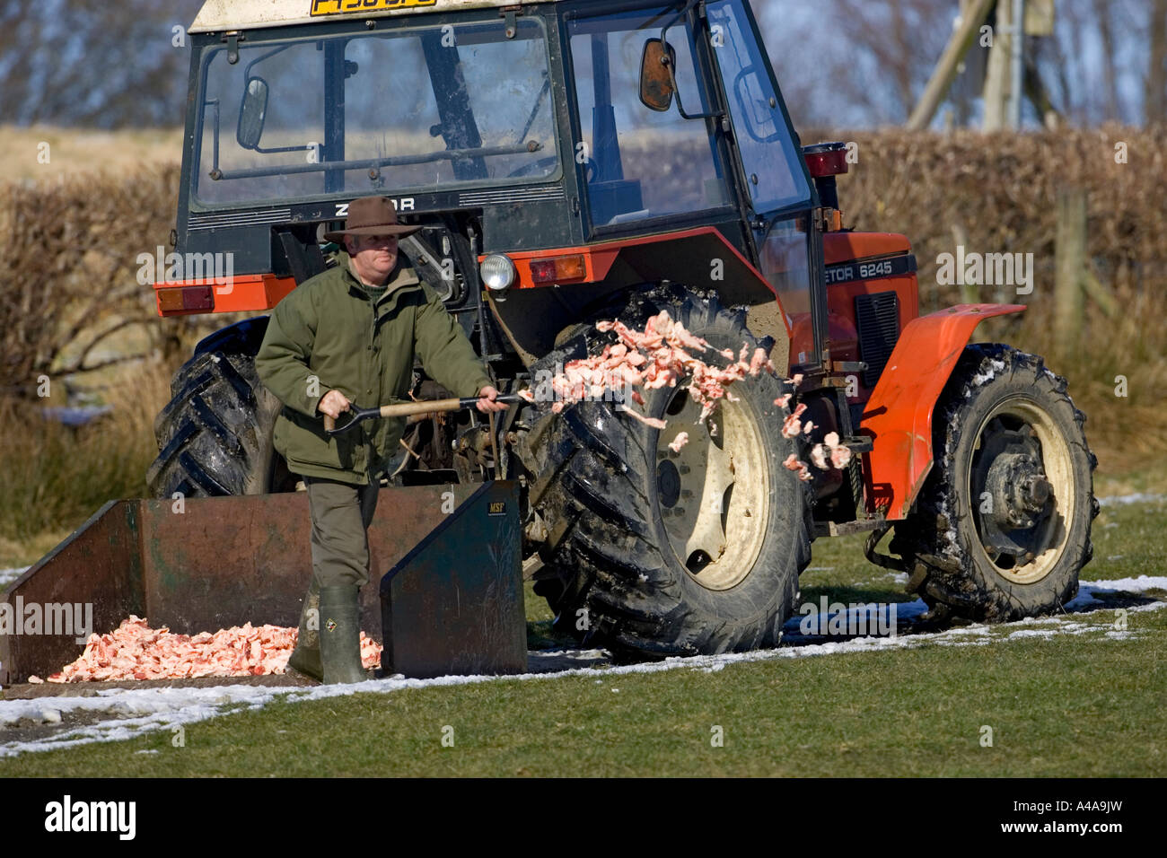 Gigrin Farm red kite centre Wales Stock Photo - Alamy