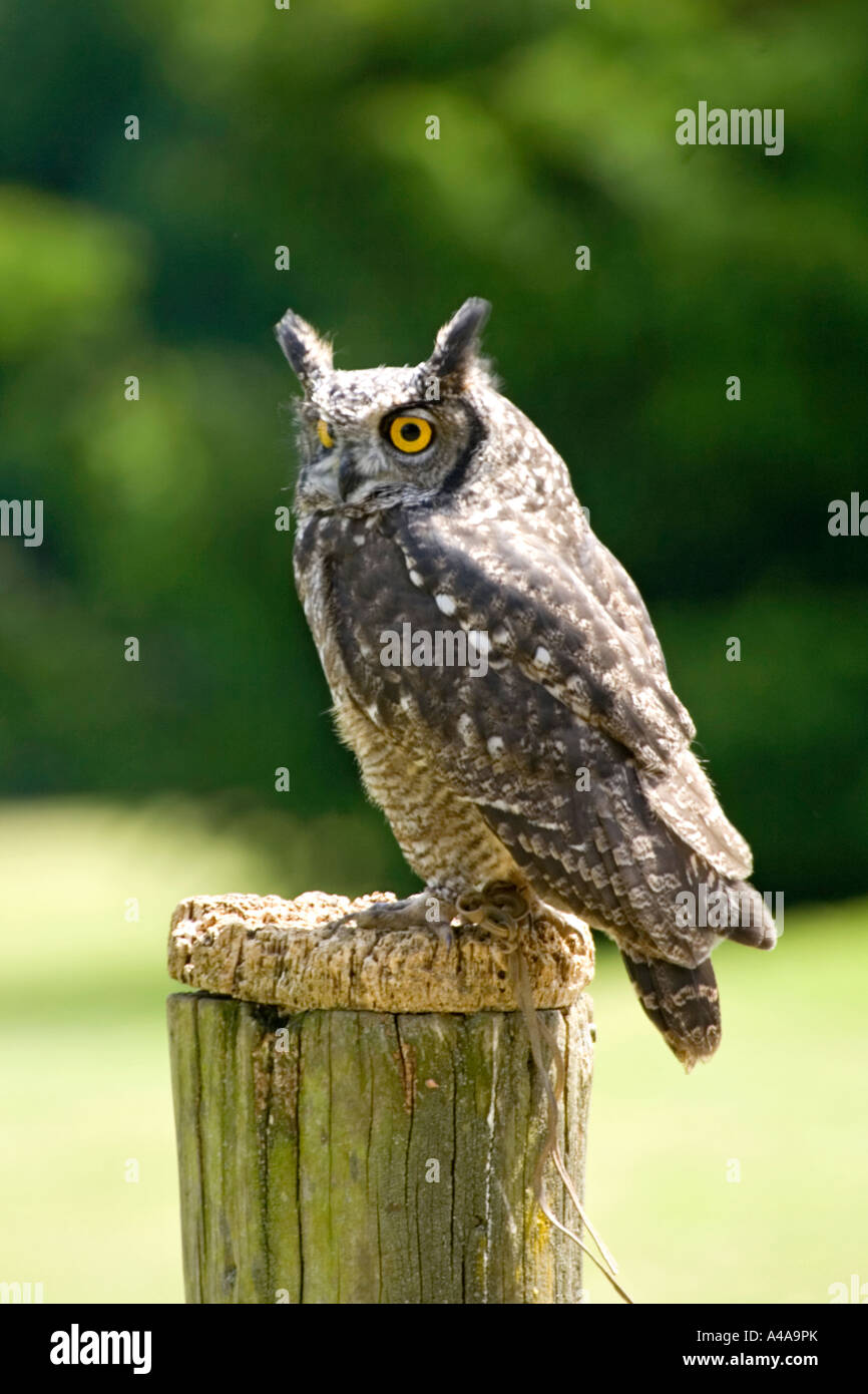 eagle owl on post Stock Photo - Alamy