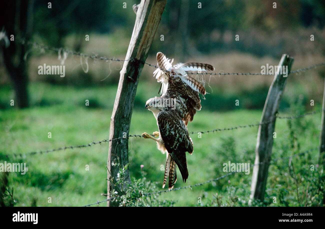 European Buzzard / Common Buzzard Stock Photo - Alamy