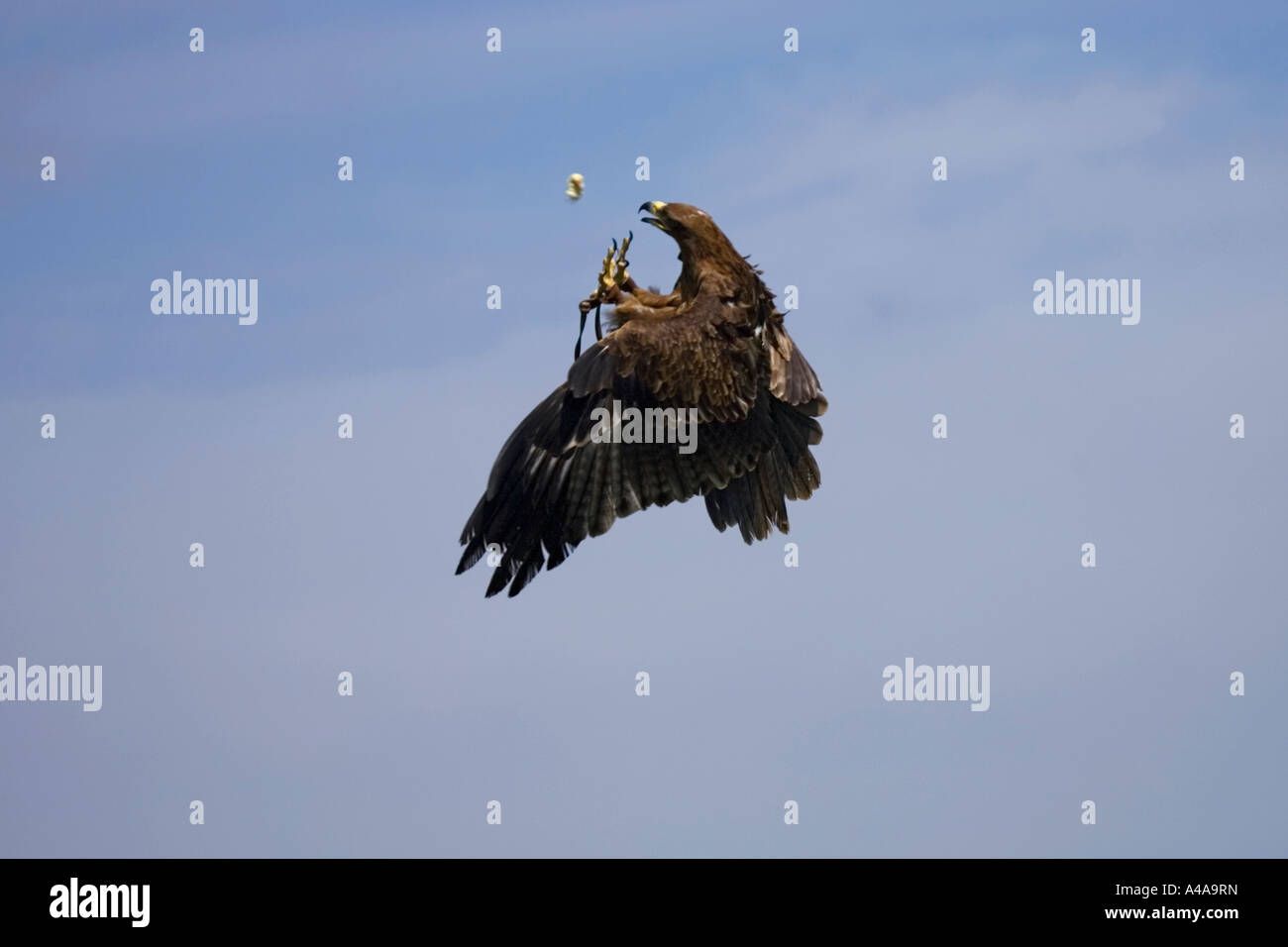Harris Hawk catching prey in the air Stock Photo - Alamy