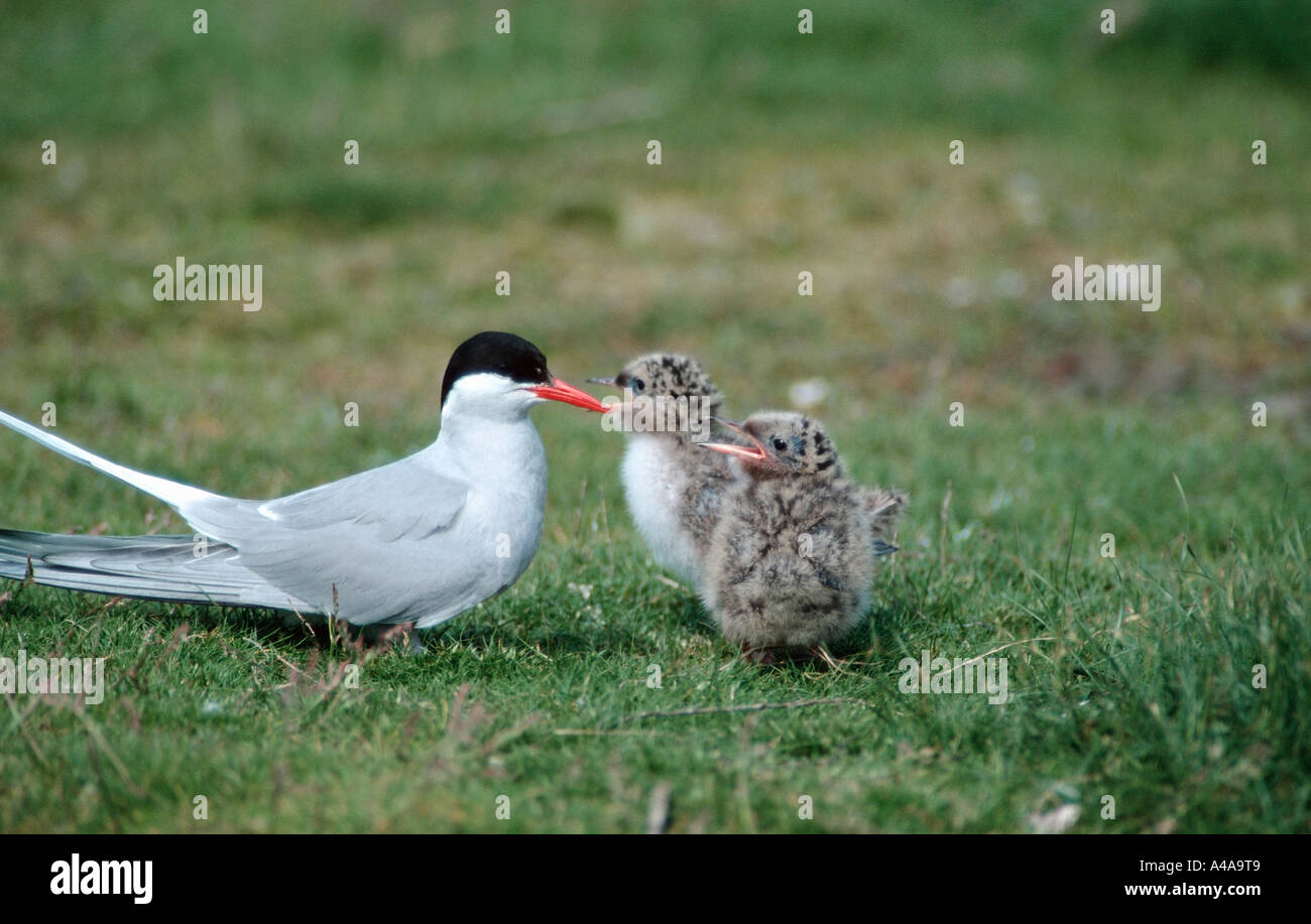 Common tern bird chicks in hi-res stock photography and images - Alamy